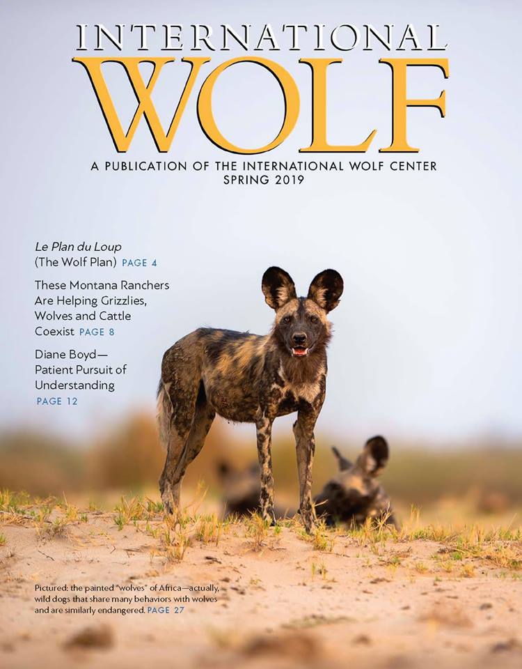 Article on painted wolves in International Wolf Magazine - The Painted ...
