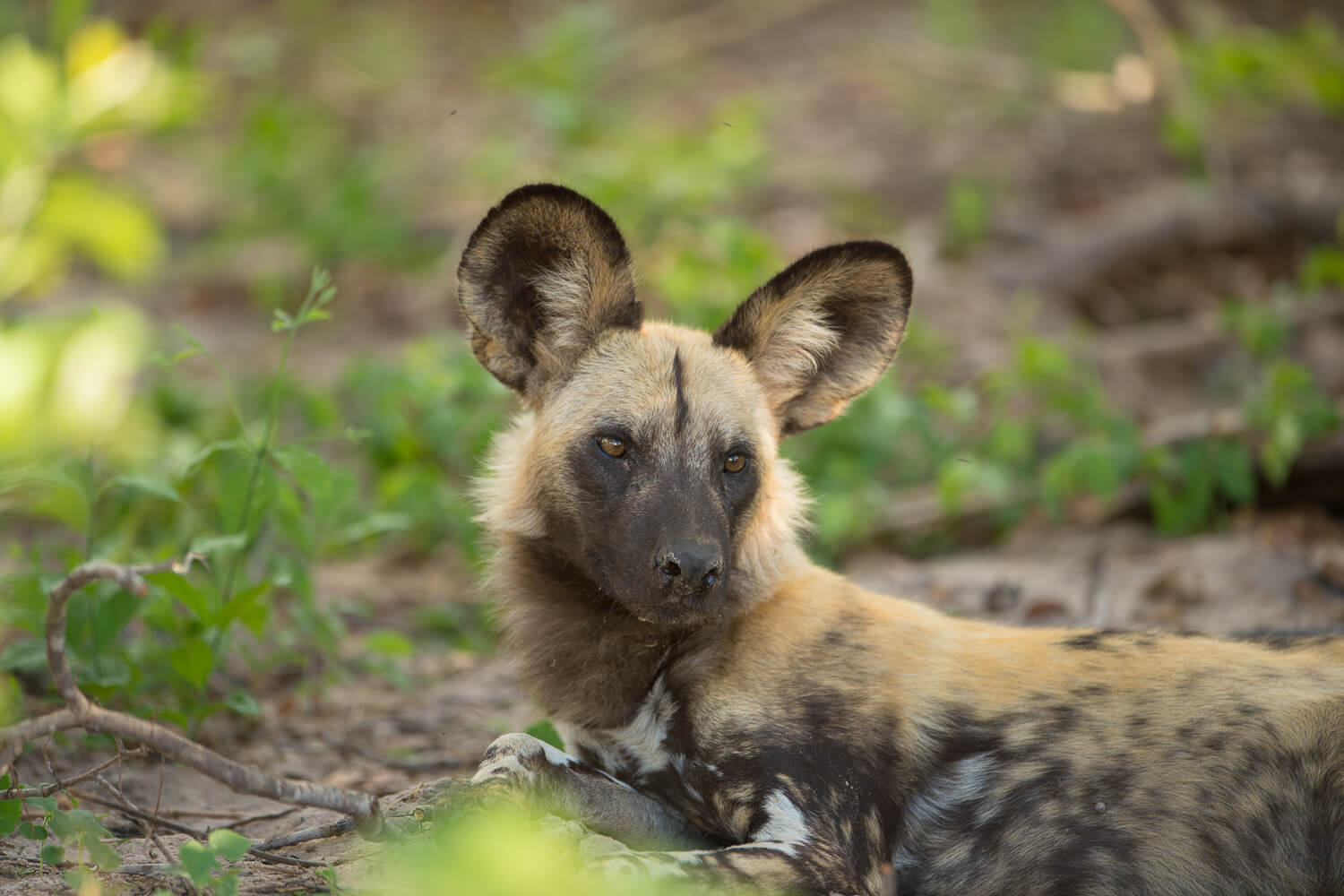 Saving West Africa's Last Painted Wolves - The Painted Wolf Foundation
