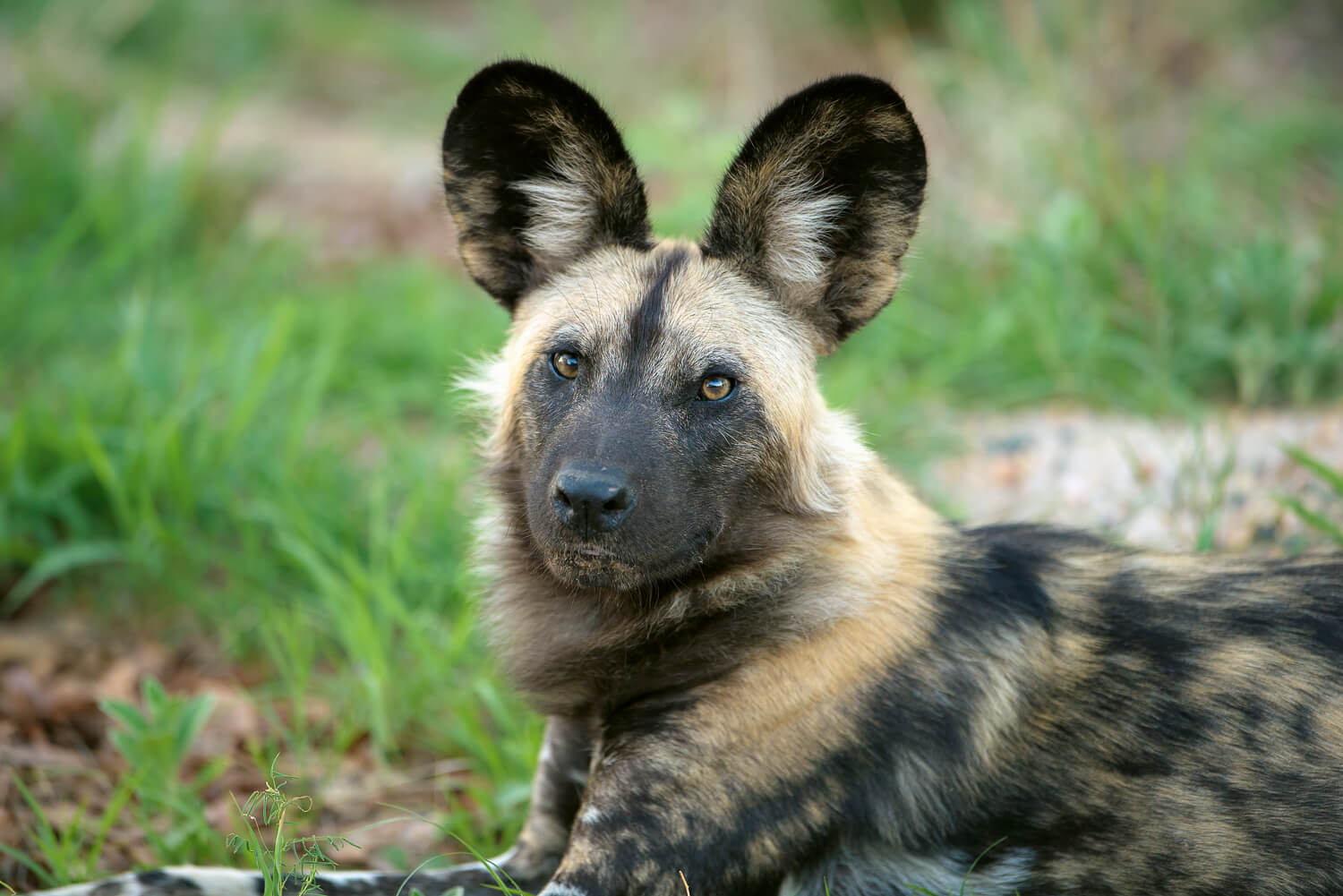 Characteristics - The Painted Wolf Foundation