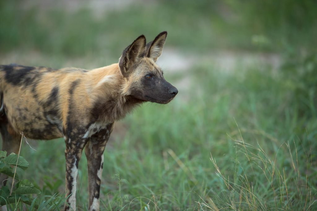 World Painted Wolf Day 2024 - The Painted Wolf Foundation