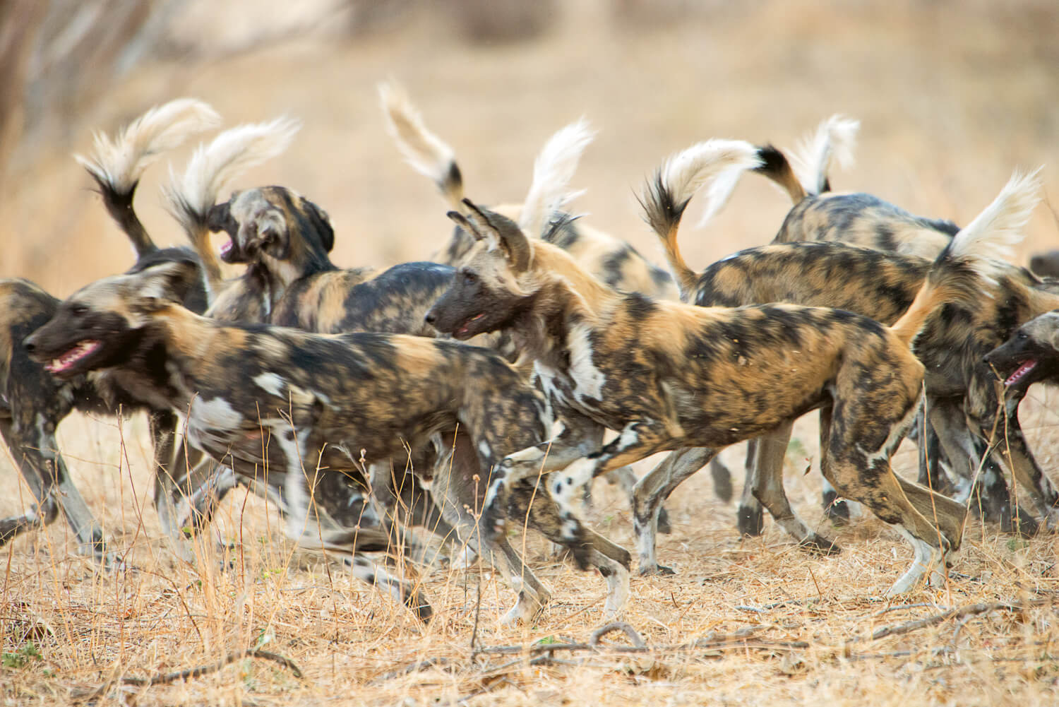 Part of the Pack - The Painted Wolf Foundation