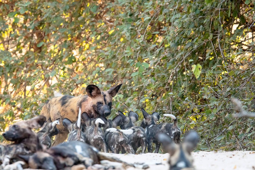 Fascinating Facts about The Painted Wolves