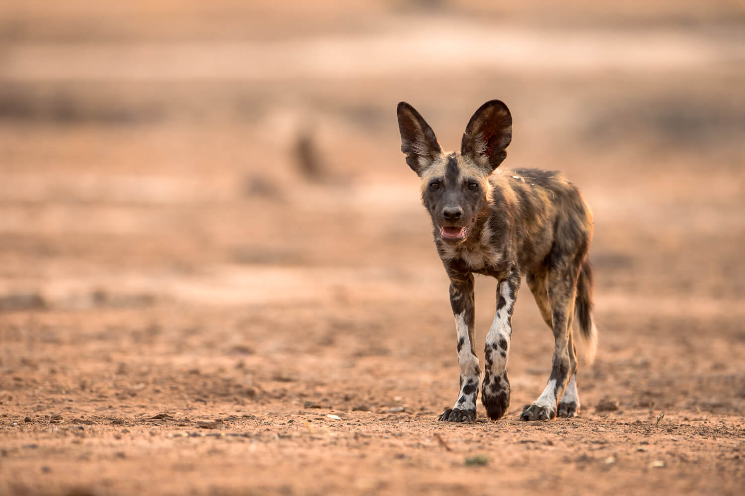 Bringing Painted Wolf Conservation to the harshest environment they ...