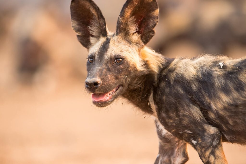 The Painted Wolf Foundation - A Wild Dog’s Life