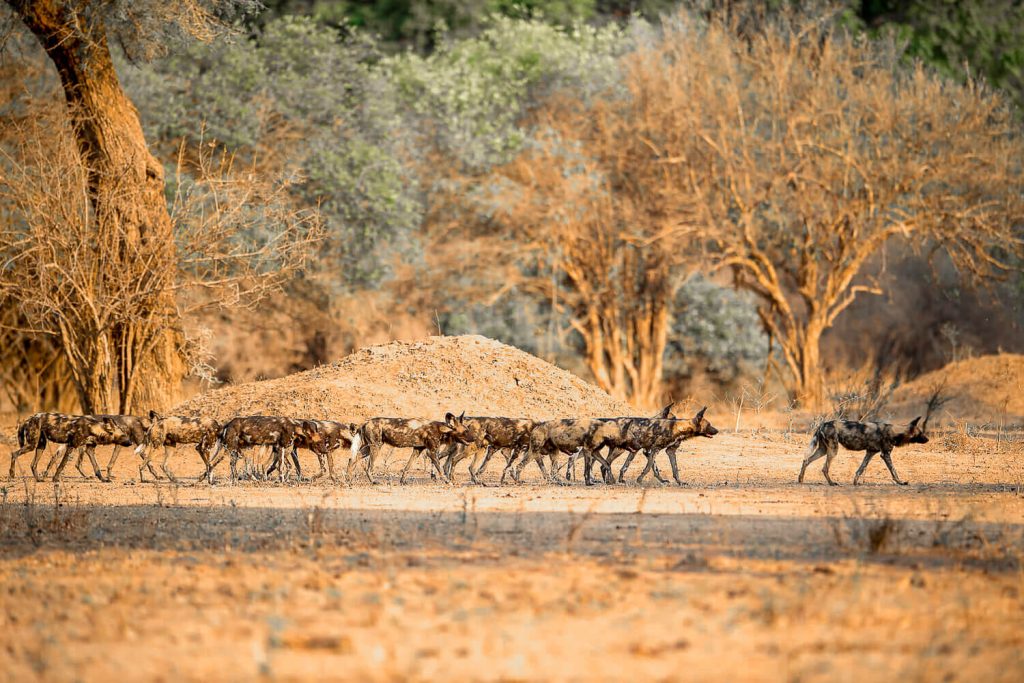 Fascinating Facts about The Painted Wolves