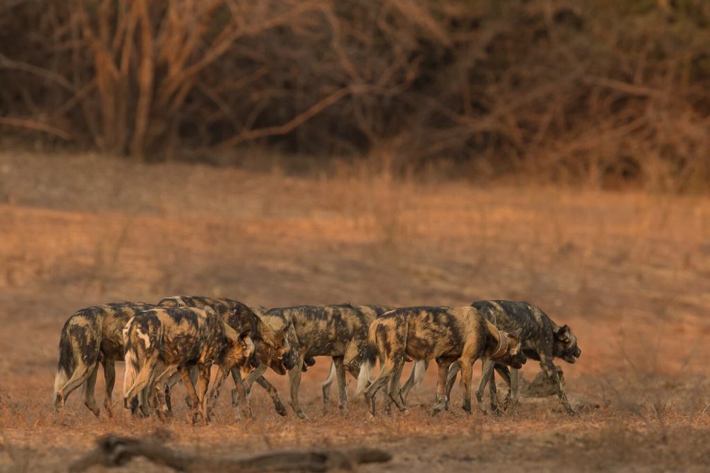 Fascinating Facts about The Painted Wolves
