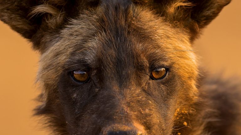 The Painted Wolf Foundation - A Wild Dog’s Life