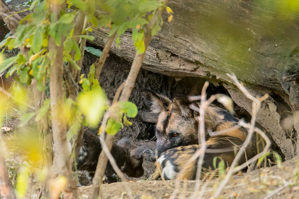 Fascinating Facts about The Painted Wolves