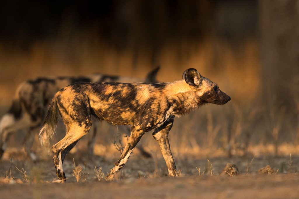 Painted Wolves - The Painted Wolf Foundation