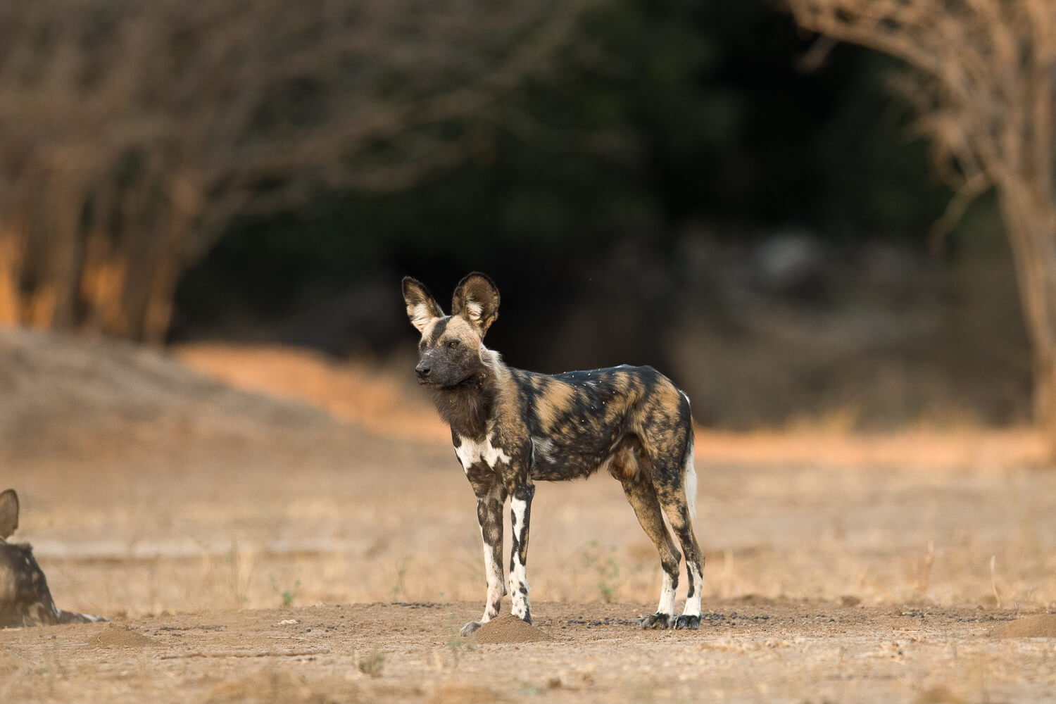 Supporting Community-led Painted Wolf Conservation in Kenya's Southern ...