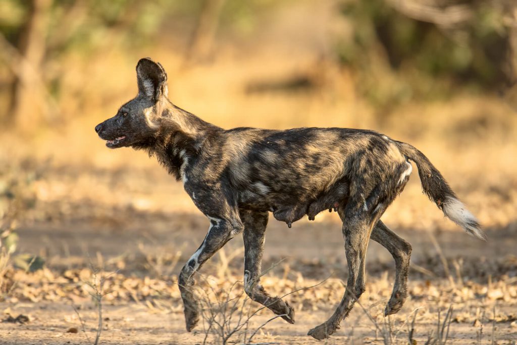 Denning - The Painted Wolf Foundation