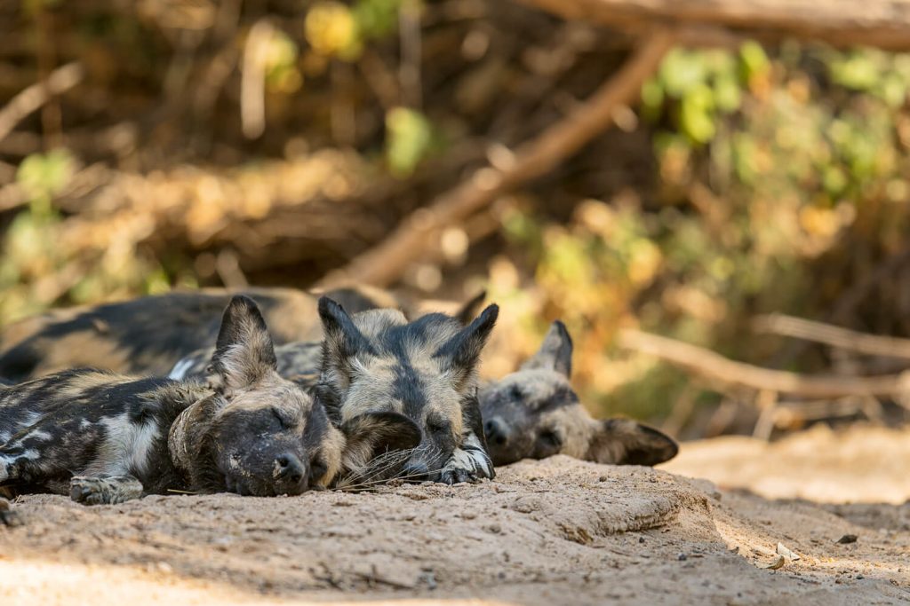 Family - The Painted Wolf Foundation
