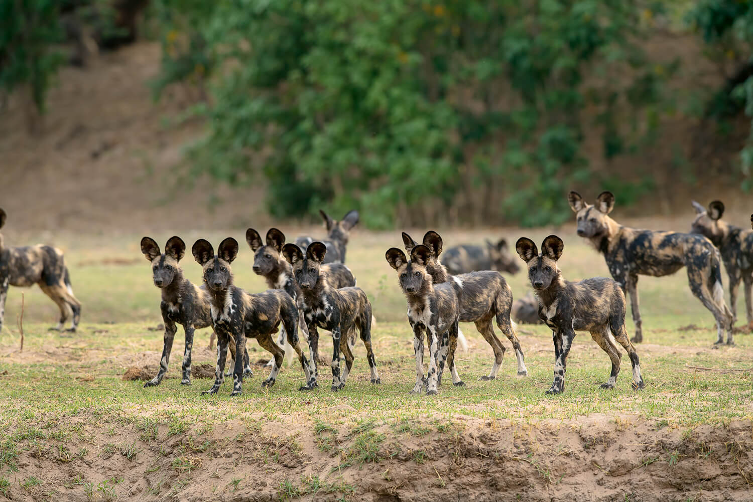 Fascinating Facts about The Painted Wolves