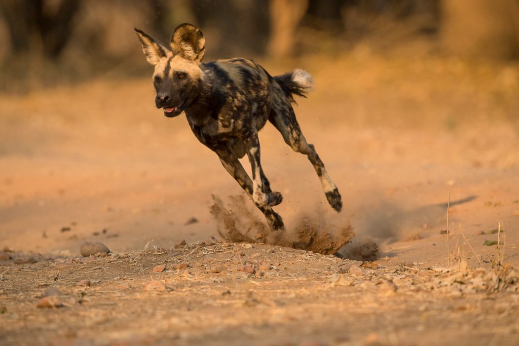 Characteristics - The Painted Wolf Foundation