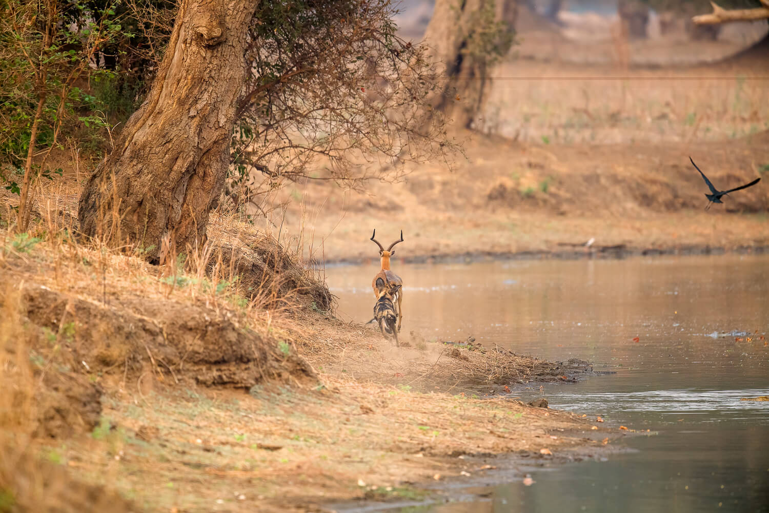 Hunting - The Painted Wolf Foundation