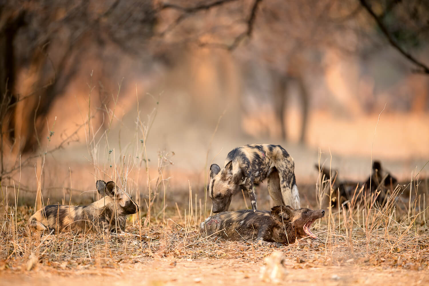 Family - The Painted Wolf Foundation