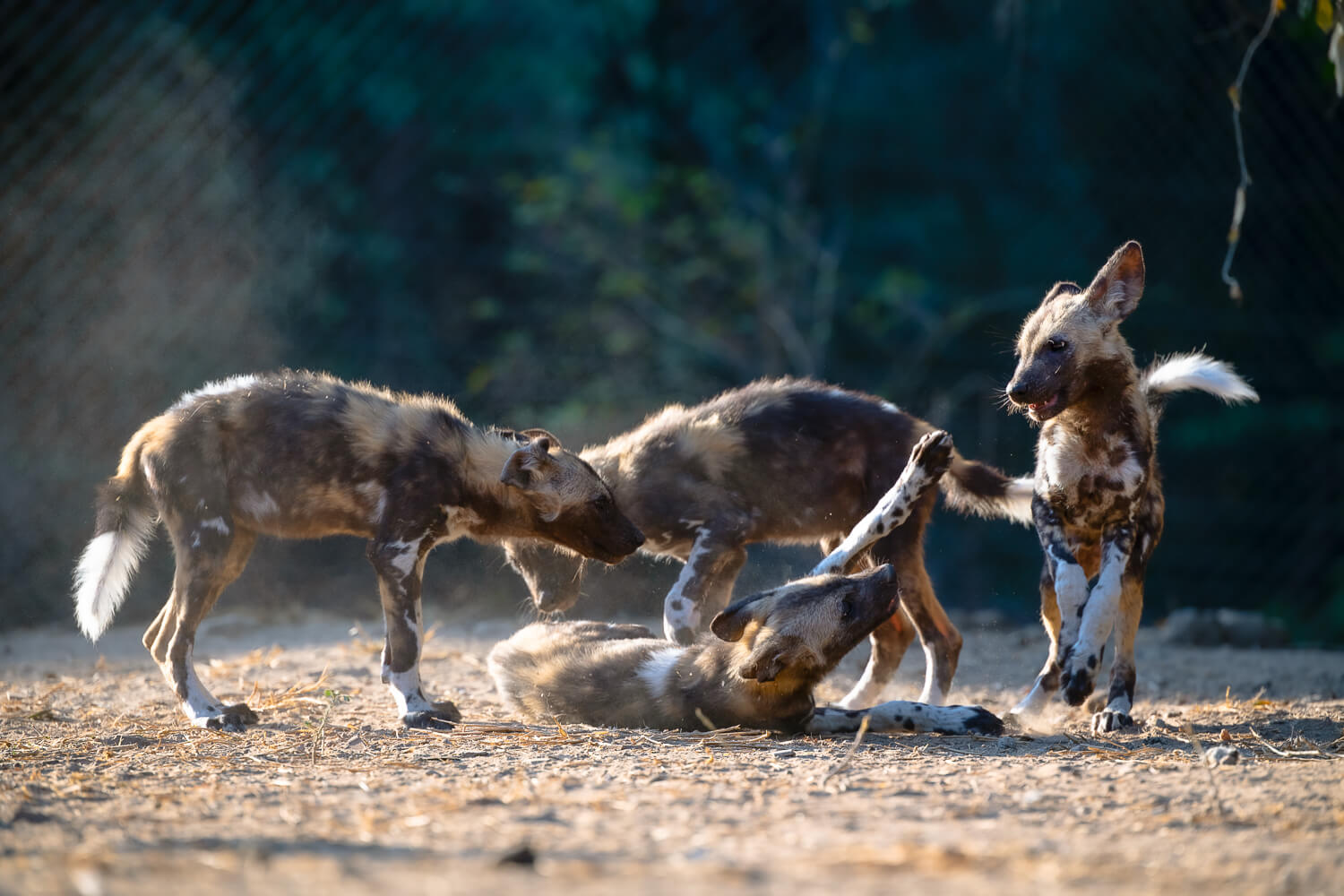 Denning - The Painted Wolf Foundation