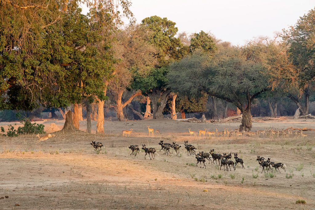 Hunting - The Painted Wolf Foundation