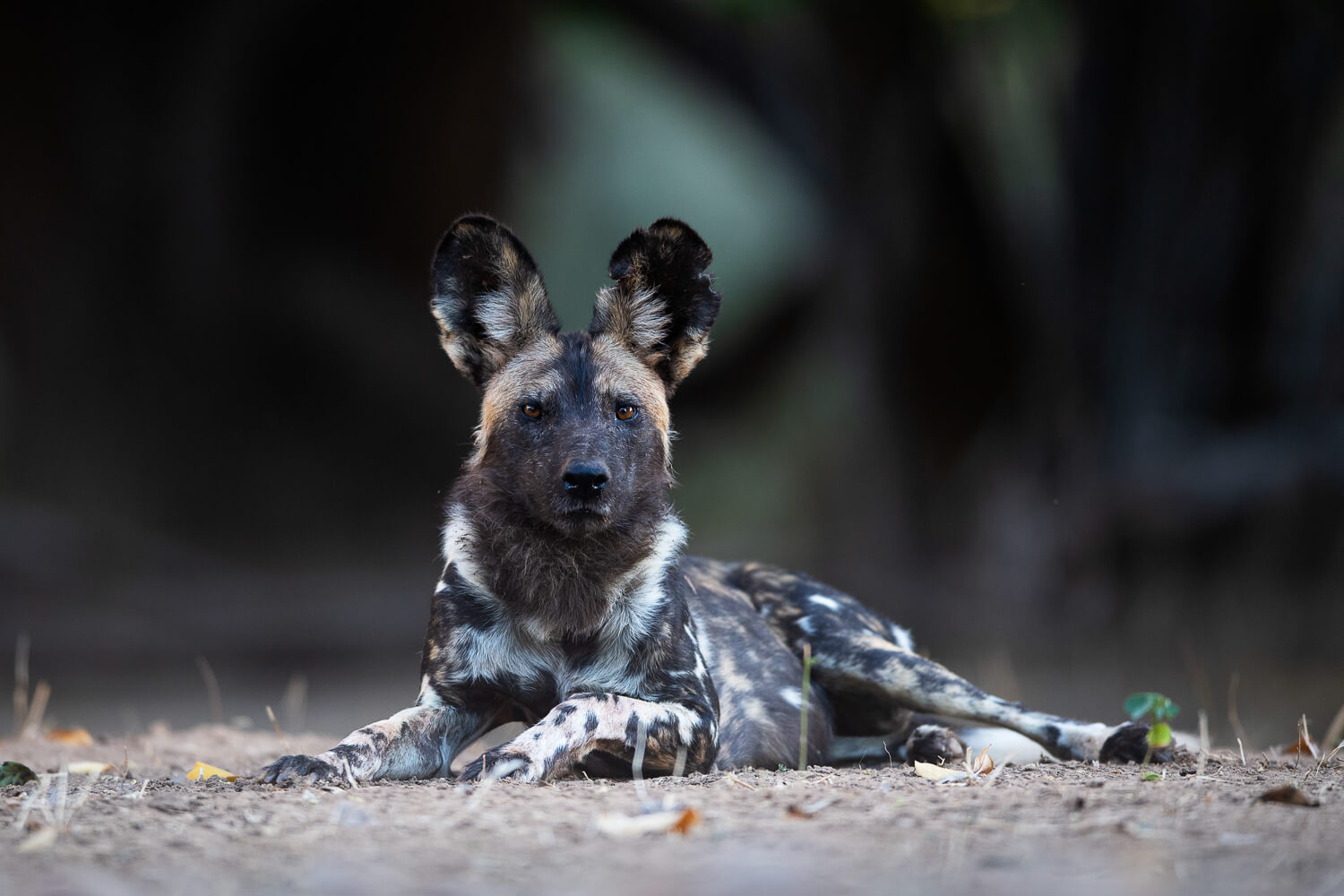 Hope for painted wolves in North Luangwa - The Painted Wolf Foundation