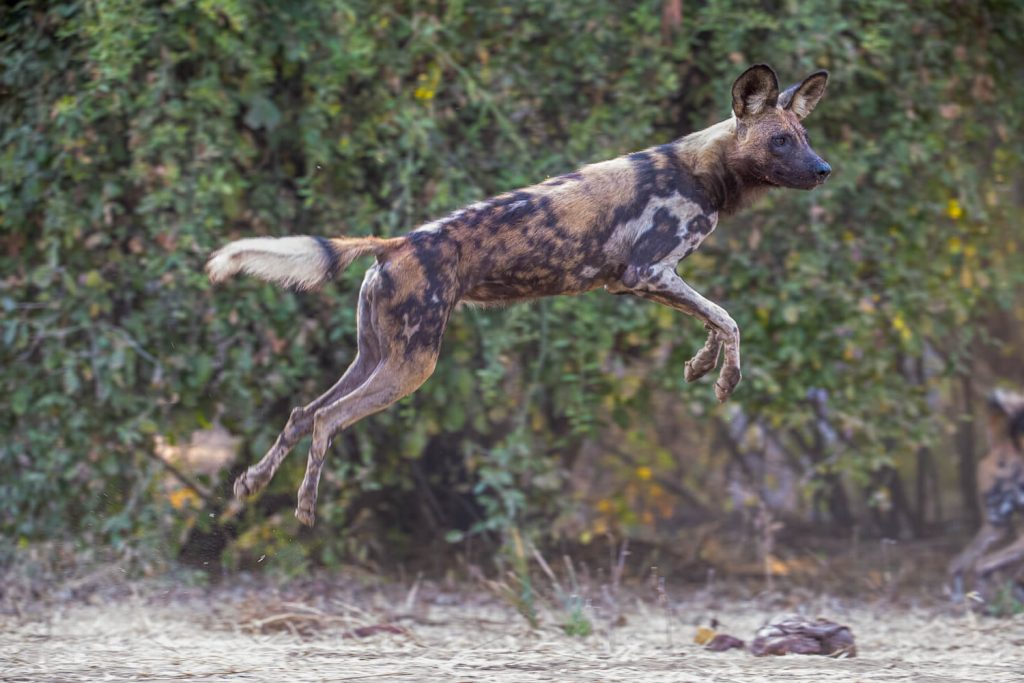Painted Wolves - The Painted Wolf Foundation