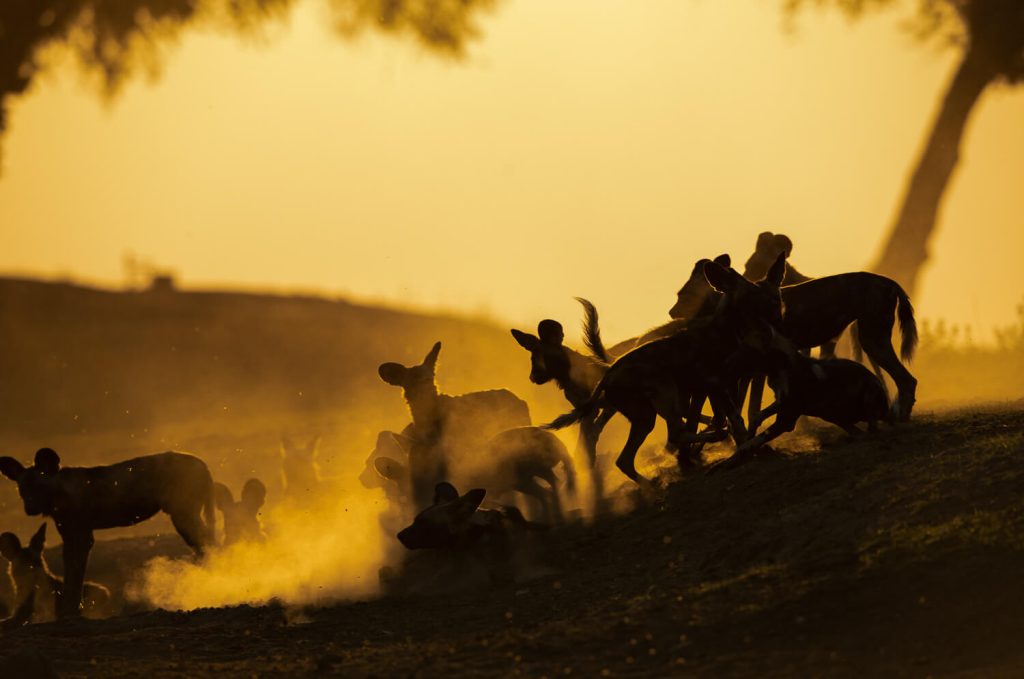 Habitat - The Painted Wolf Foundation