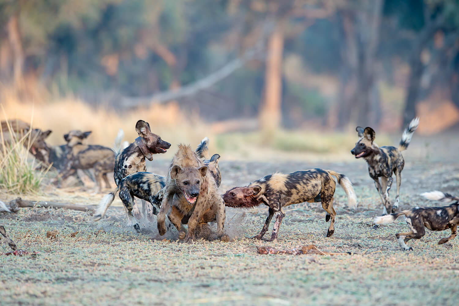 Fascinating Facts about The Painted Wolves