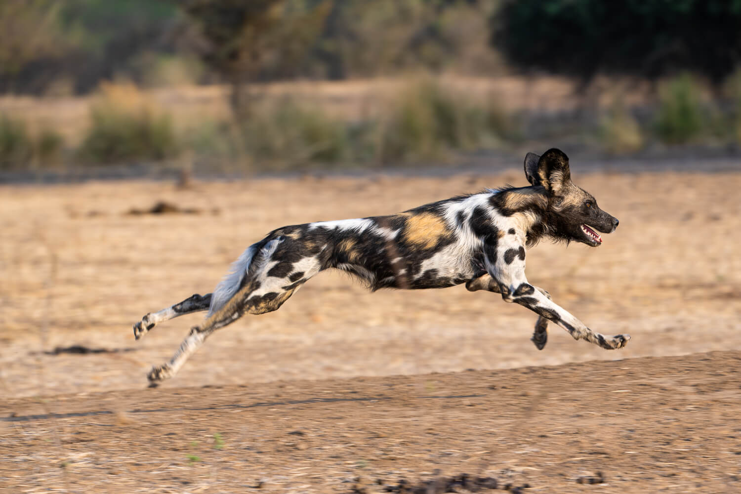 Remembering African Wild Dogs Launch - The Painted Wolf Foundation