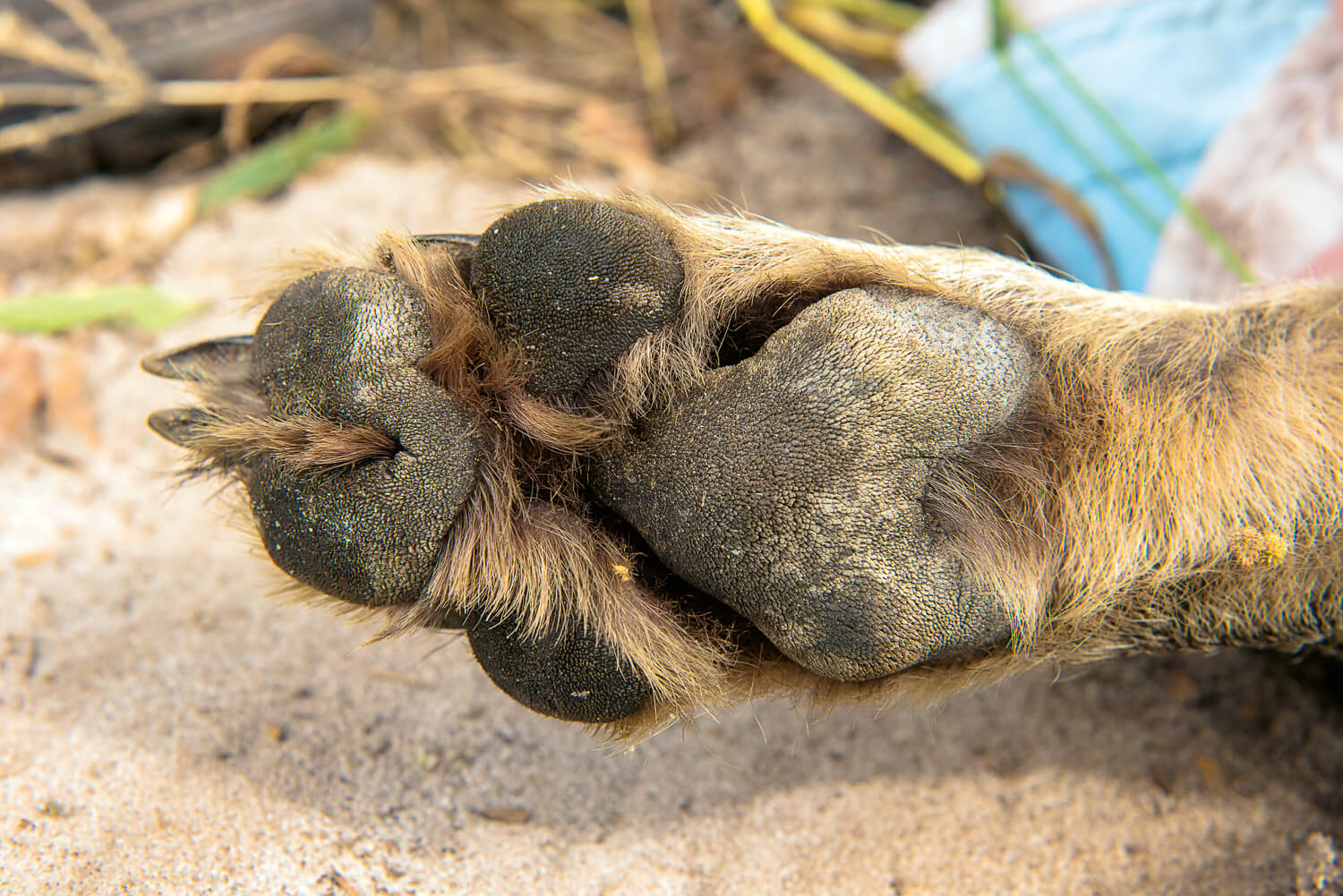 Characteristics - The Painted Wolf Foundation