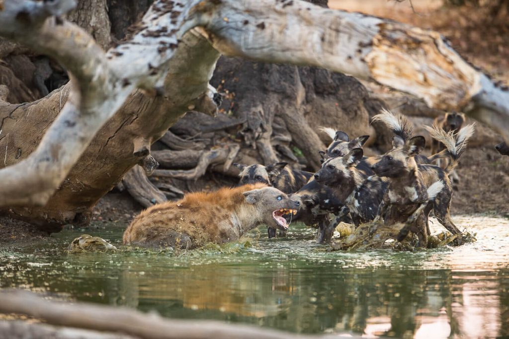 Characteristics - The Painted Wolf Foundation